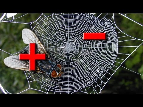 Spiders Use Electric Charges to Trap Insects in Their Webs - YouTube