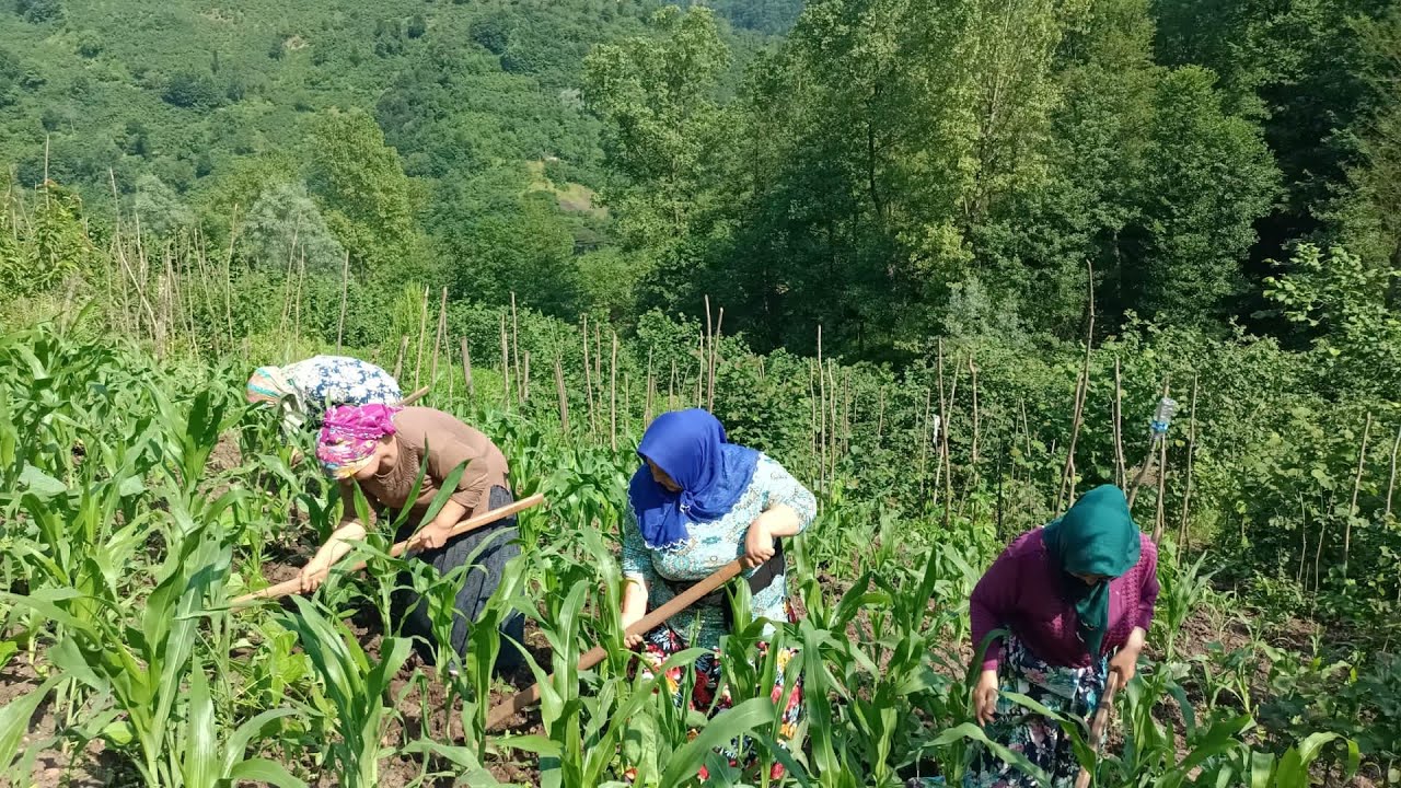 BUGÜN SUNAY ÇOK MUTLU OLDU DARISININ DİBİNİ DOLDURDUK - YouTube