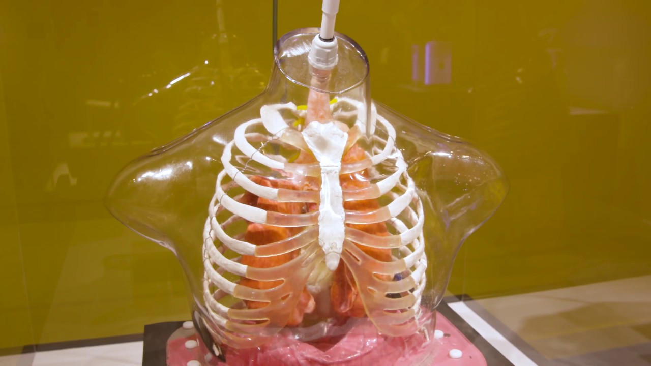 BIOHYBRID ROBOTIC RESPIRATORY SIMULATOR - YouTube