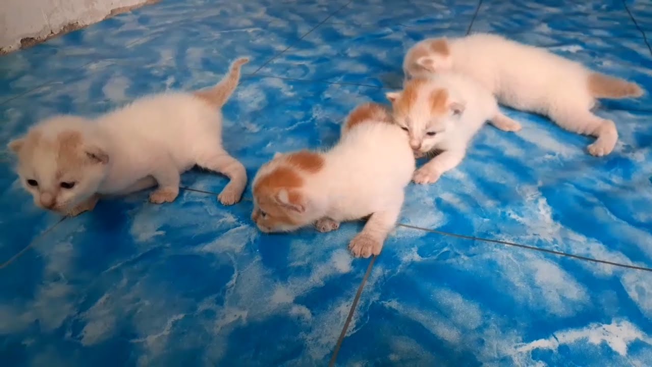 baby cat meowing for calling his mom || suara anak kucing memanggil ...