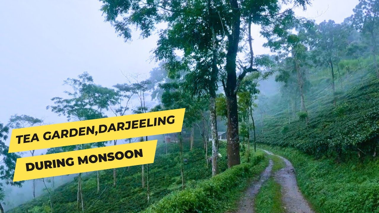 Glimpses of a Tea Garden during monsoon | Tukvar 2div tea estate ...