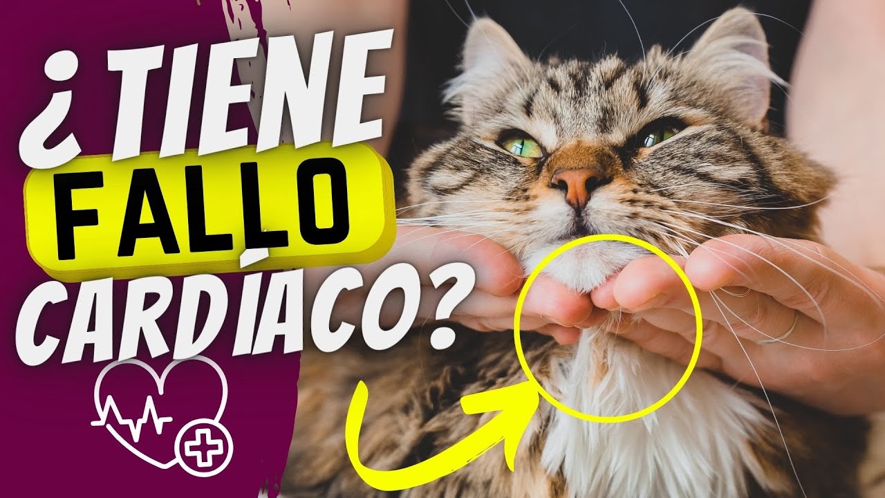 8 señales de que tu gato puede sufrir un paro cardíaco 💓 - YouTube