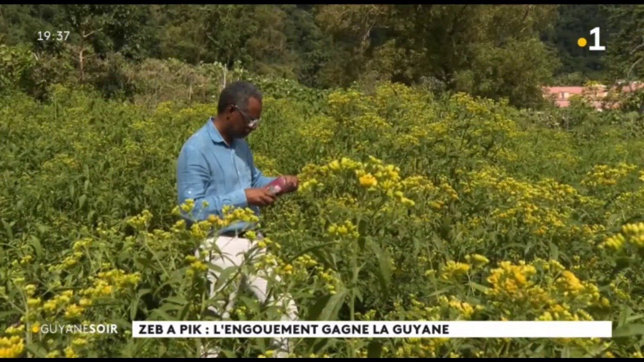 Zeb a Pik : l'engouement gagne la Guyane - YouTube