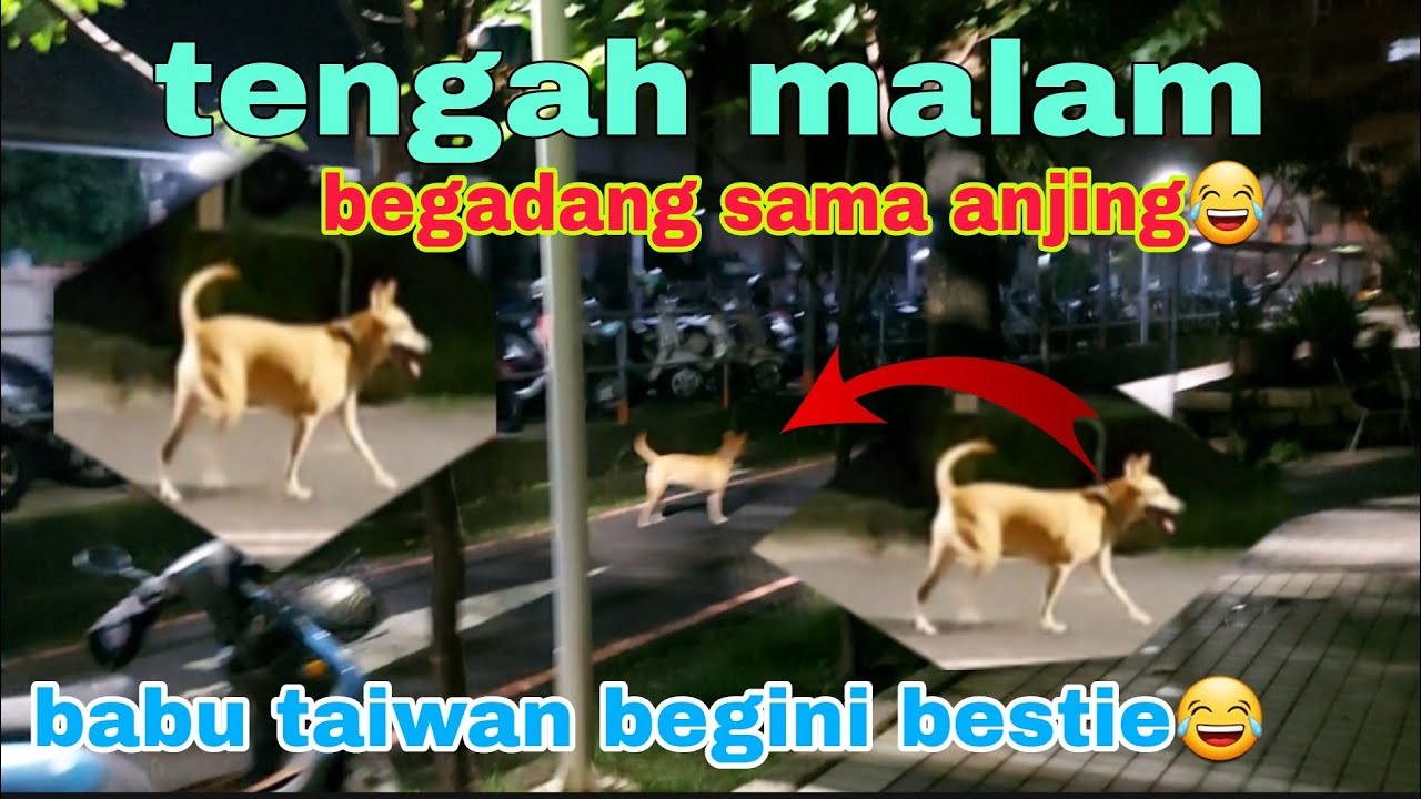Babu taiwan ‼️tengah malam begadang sama anjing - YouTube