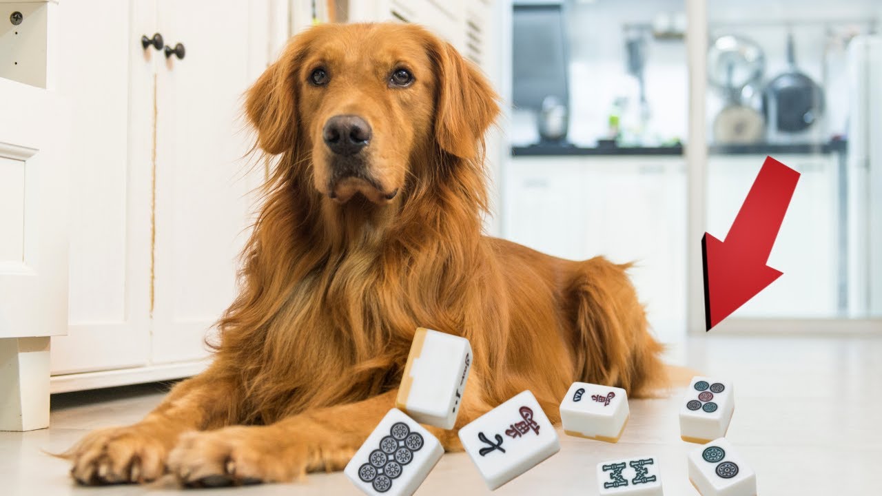 Dog Plays Mahjong Better Than Humans 😲 - YouTube