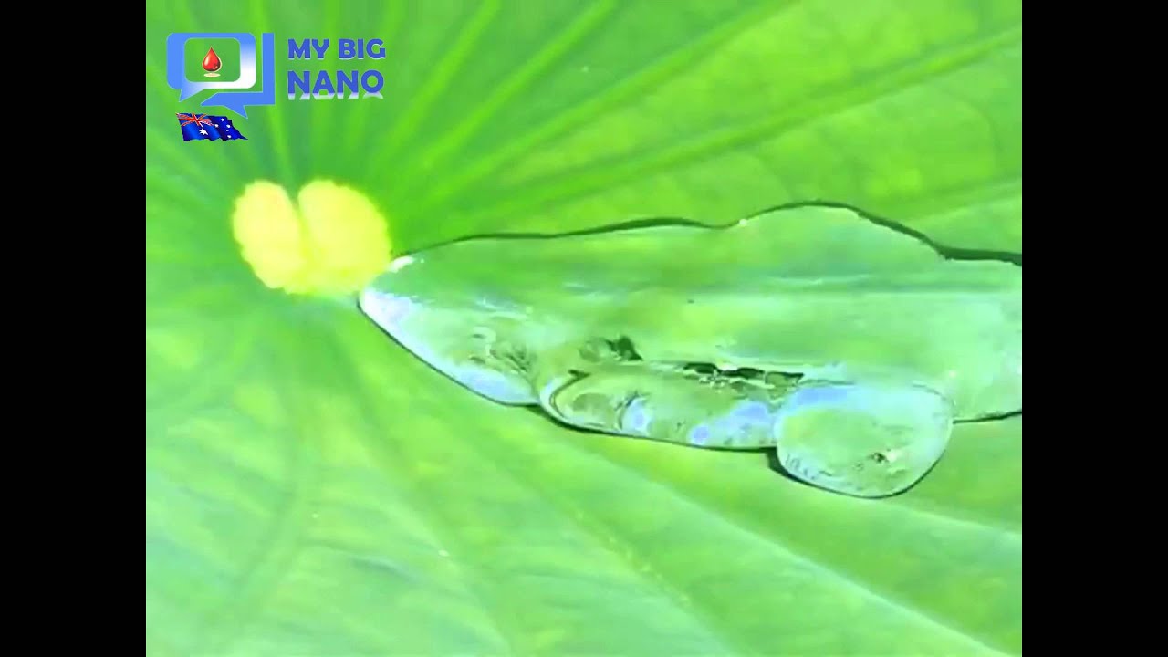 Lotus Effect - YouTube