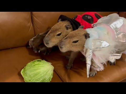 The Capybaras Show Off Their Harvest Festival Costumes - YouTube