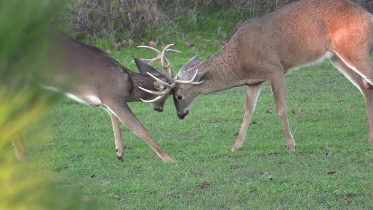 Fowler Outdoor Productions Deer Hunting 2019 - YouTube