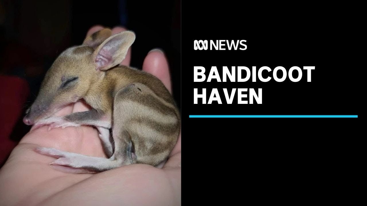 How To Keep Bandicoots Out Of The Garden | Fasci Garden