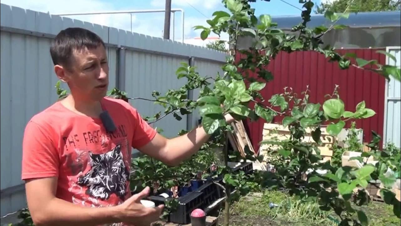 Защитный пояс от муравьев и тли на плодовых деревьях - YouTube