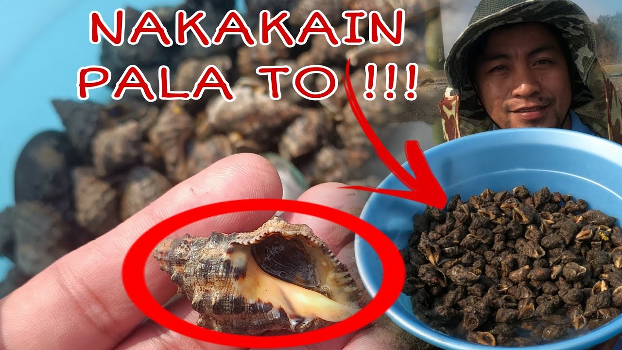 FORAGE AND COOK || PANGUNGUHA NG SIKAD SIKAD | GINATAANG SIKAD SIKAD ...