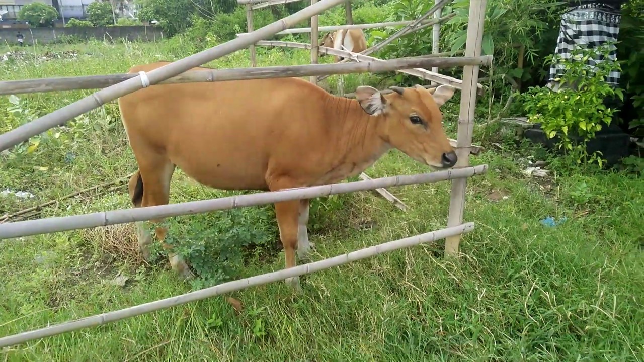 Balinese cow.. Sapi Bali.. Sampi Bali.. - YouTube