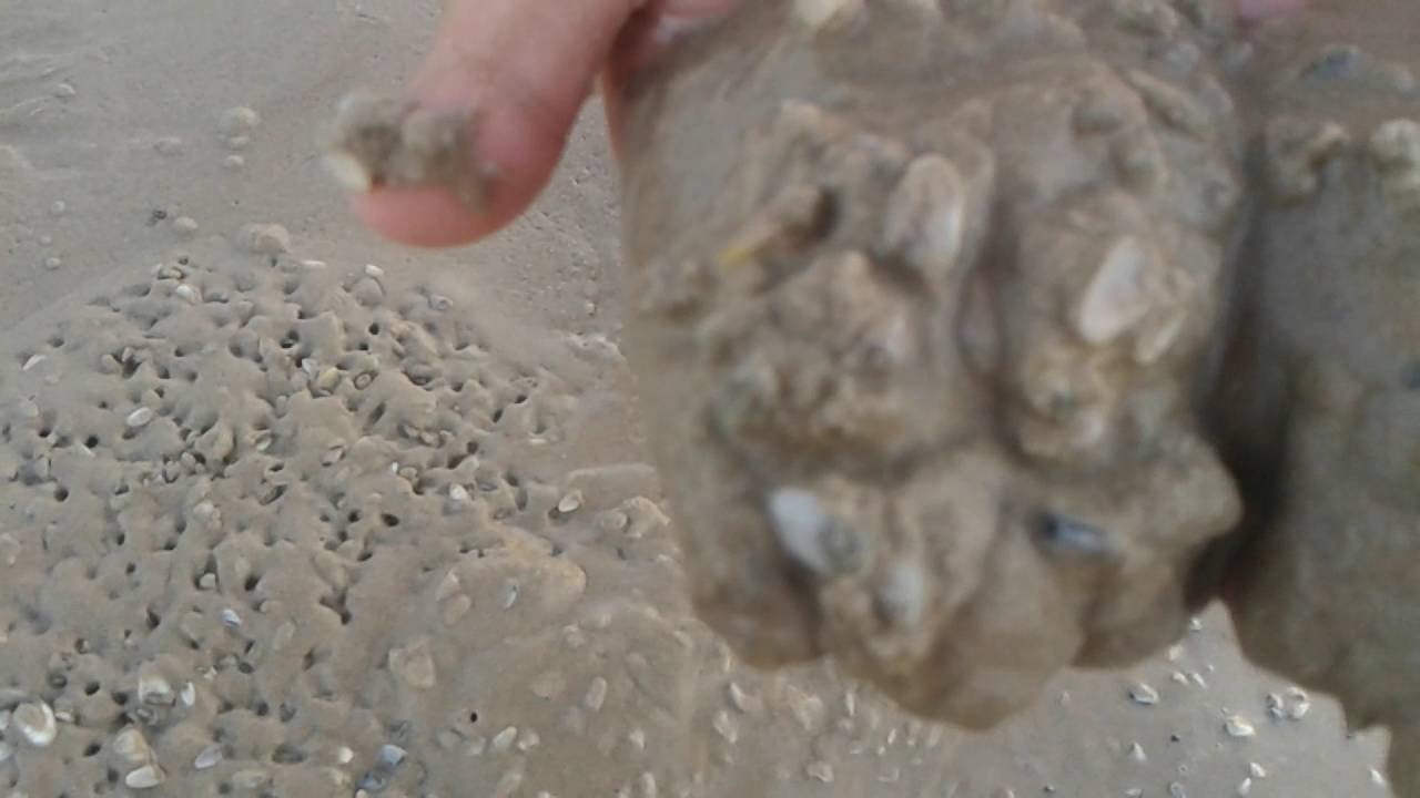 Digging sea shells - YouTube