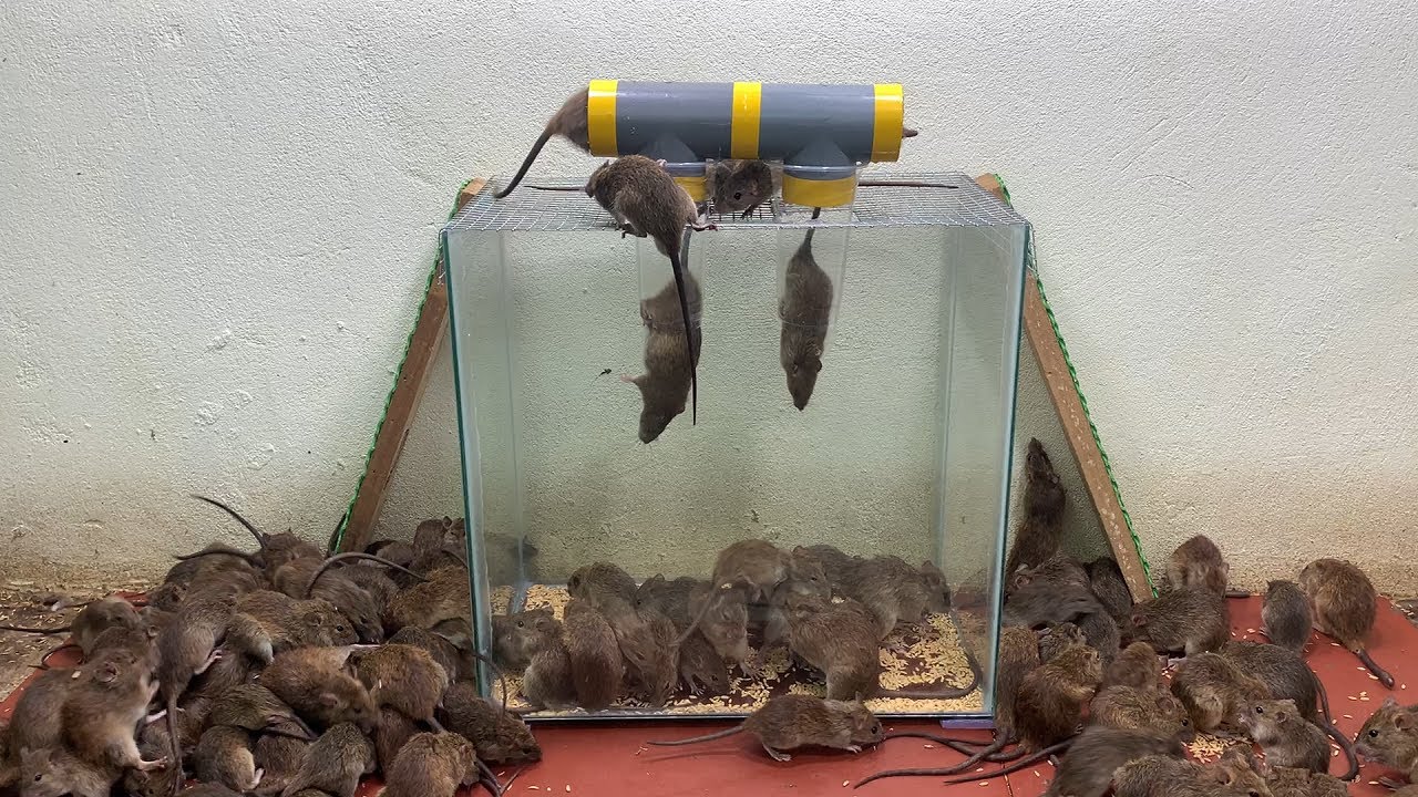 Homemade mouse trap || Best Mouse Trap || How to catch a bunch of mice ...