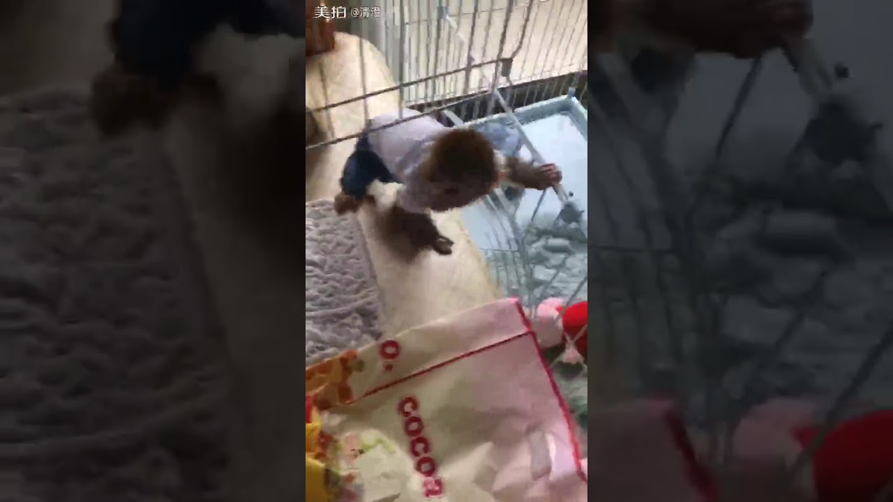7 scared baby monkey - YouTube