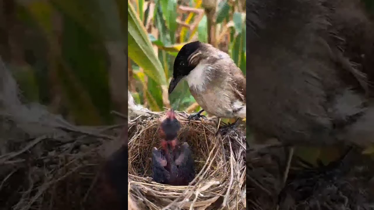 General Bird Watching - YouTube
