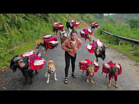 Smart goat and dogs help me carry fish home - ha thi muon