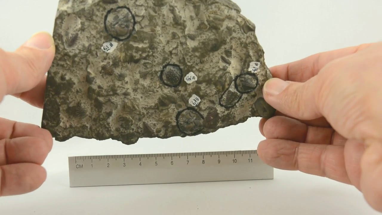 Examining a fossil specimen - YouTube