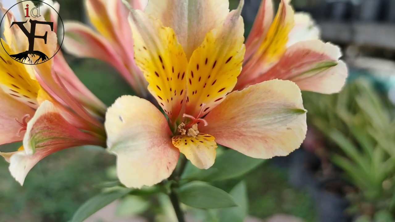 ALSTROEMERIA-Menanam bunga alstroemeria - YouTube