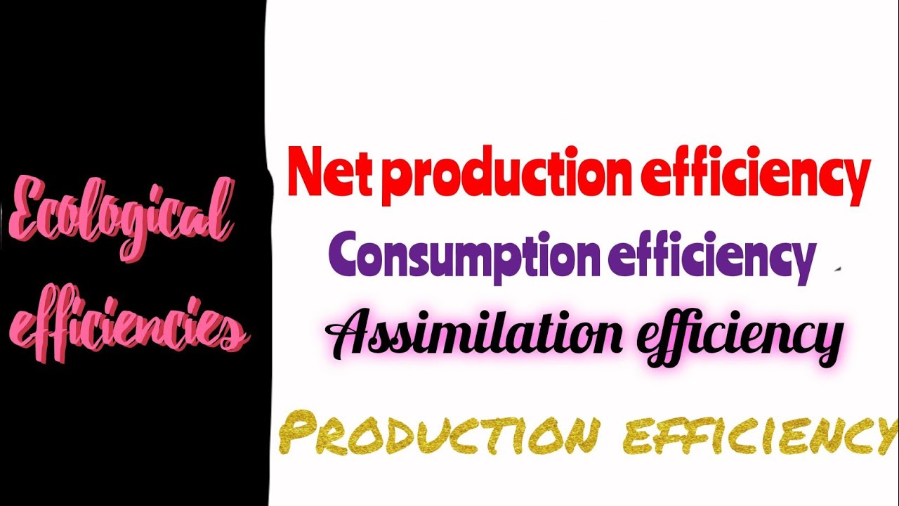Ecological efficiencies | Assimilation efficiency | Consumption ...