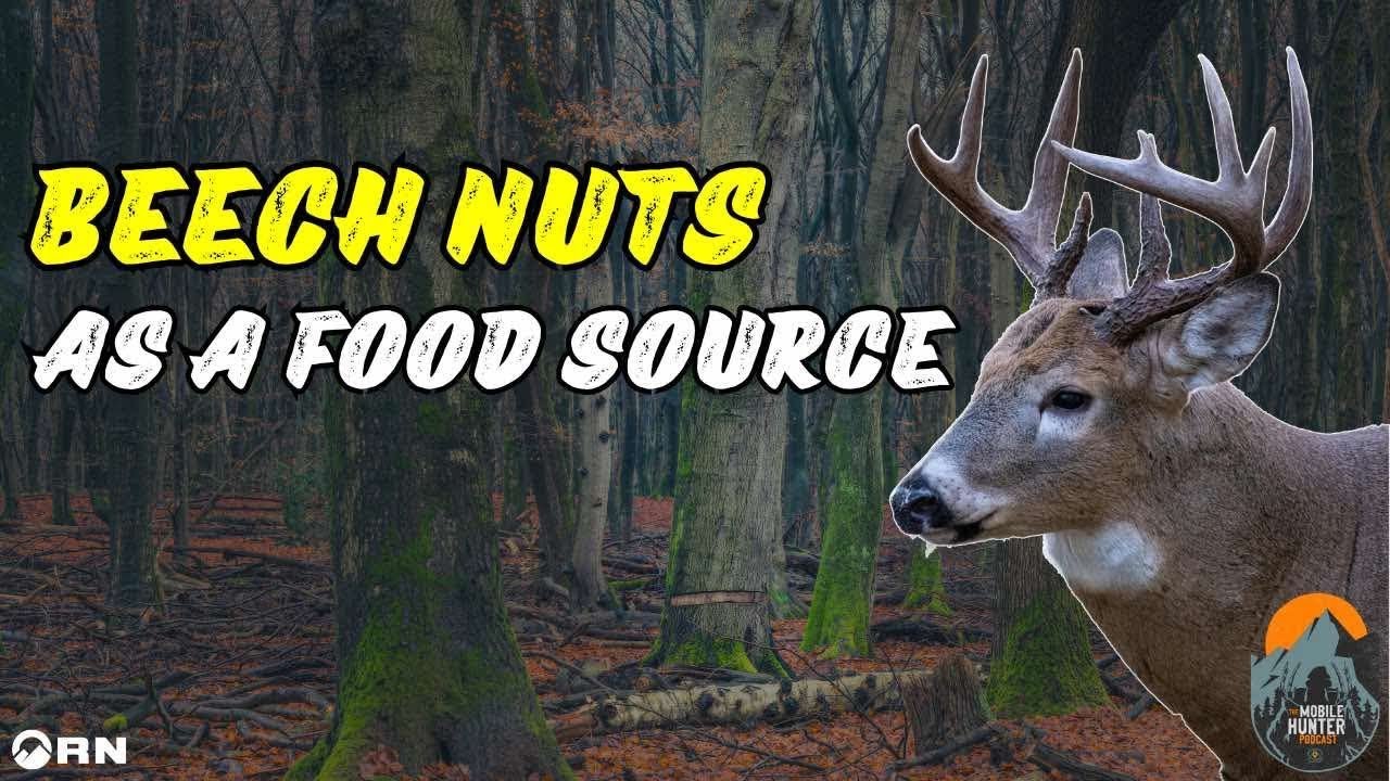 Do Deer eat Beech Nuts? | Post Season Scouting | Learn about hunting ...