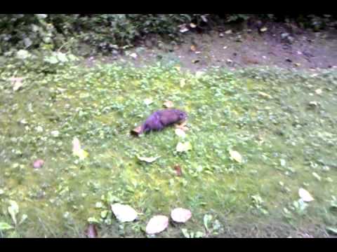 Mountain beaver making noises - YouTube