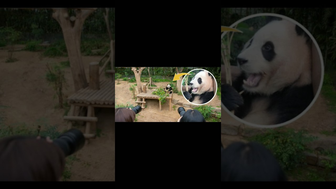 Fubao First Born South Korean Panda 🐼 KPOP PANDA - YouTube