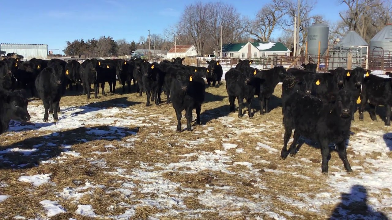 Mark & Kathy Lemmer. Hfrs - YouTube