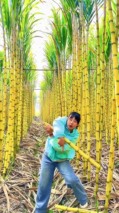 satisfying sugarcane so sweet fresh with rural farming life #2025 #trending #satisfying # ...