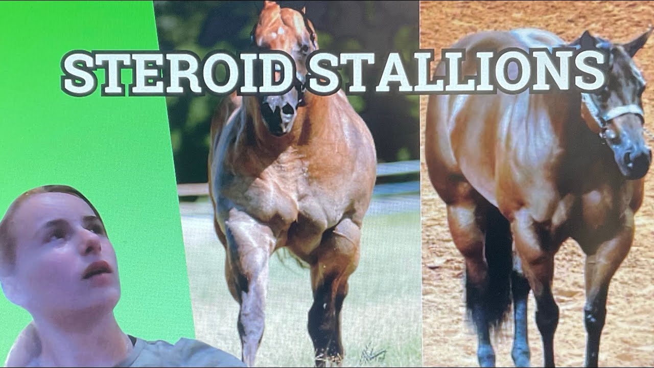 Halter Horses on Steroids - YouTube