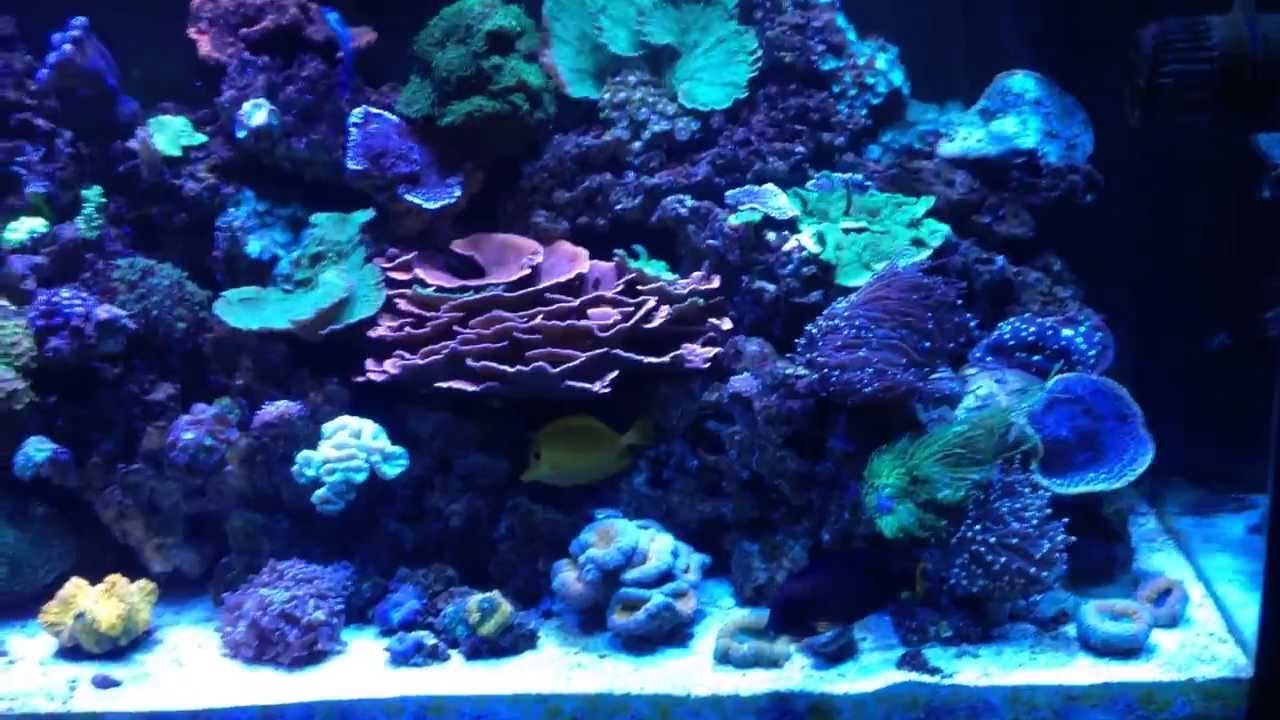 90 Gallon Reef Tank Update#5 - YouTube