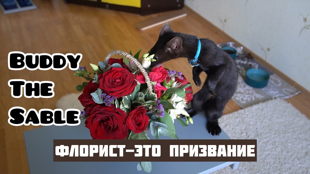 Соболь Бадди ест цветы Buddy the sable eating the flowers - YouTube