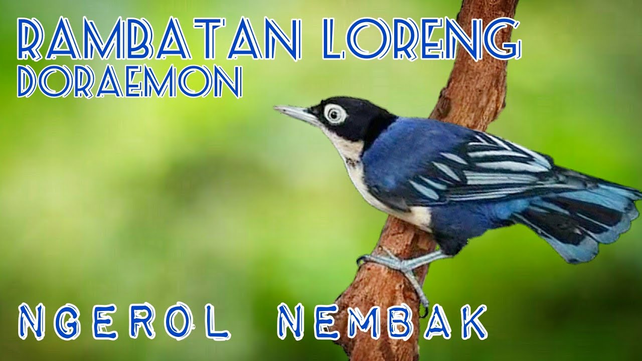 Masteran suara burung RAMBATAN LORENG DORAEMON - YouTube