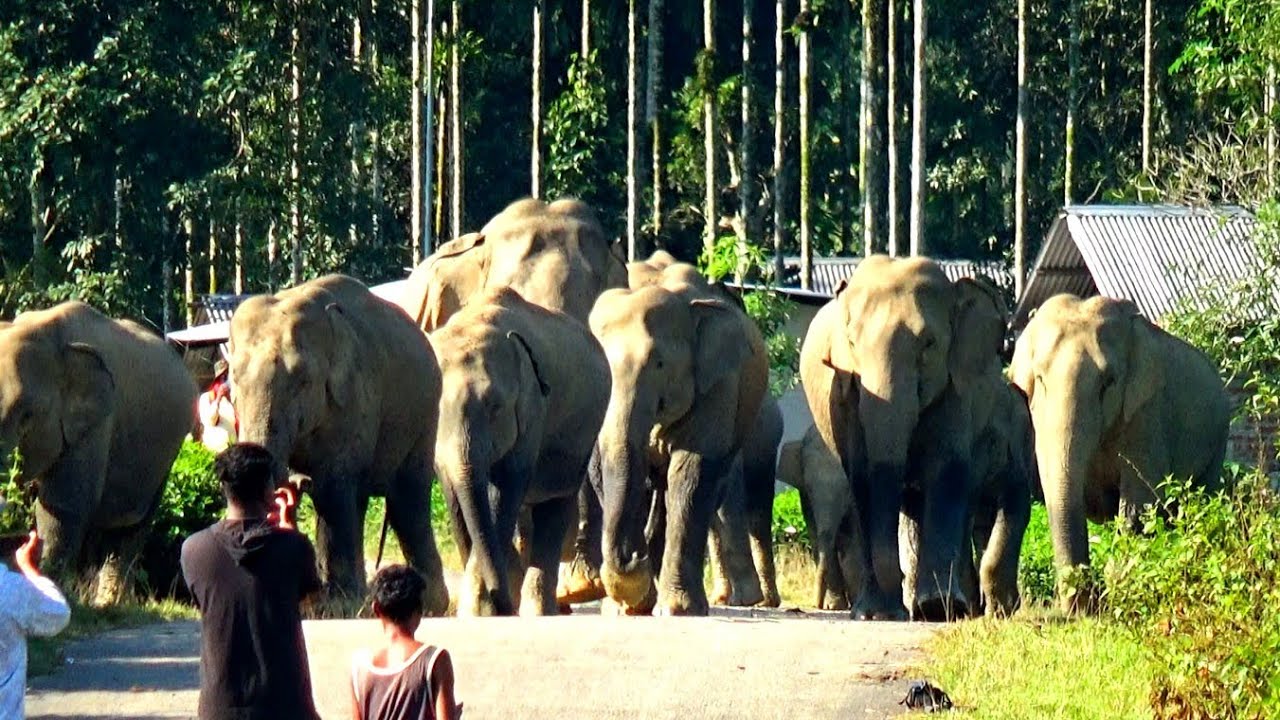Wild Elephants Big team Visit in village, villagers gathering n see ...