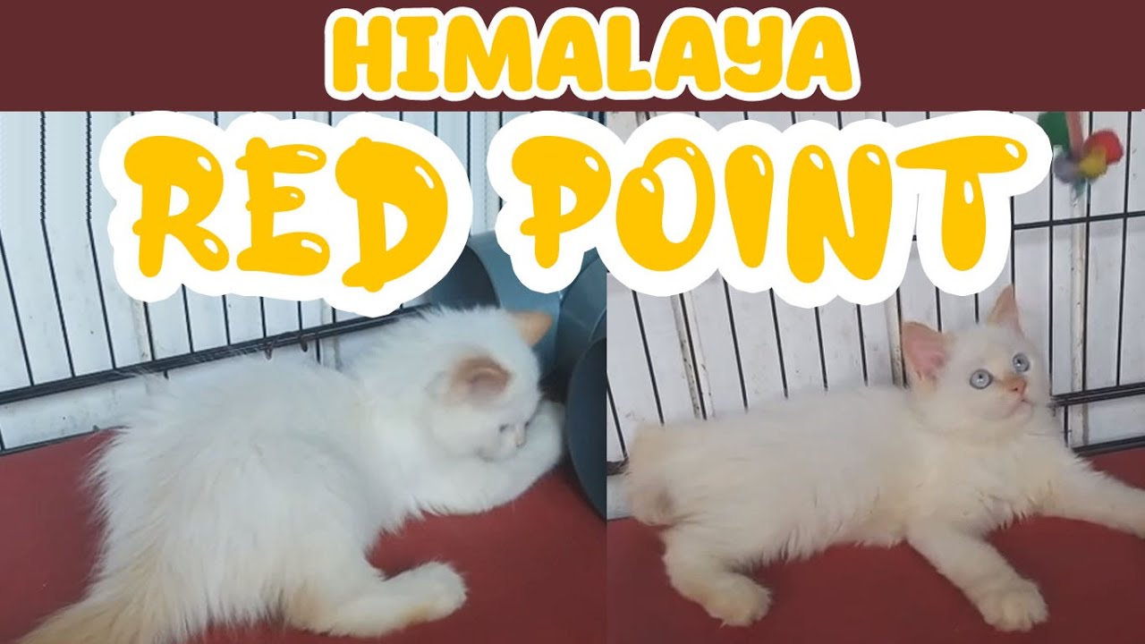 HIMALAYA RED POINT - YouTube