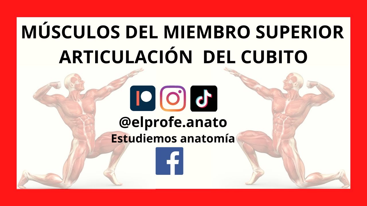 💪MIEMBRO SUPERIOR – MÚSCULOS DEL CÚBITO #anatomía #elprofedeanato #fyp ...