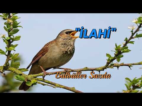 Bülbüller Sazda Güller Niyazda / İlahi Sözler Grup