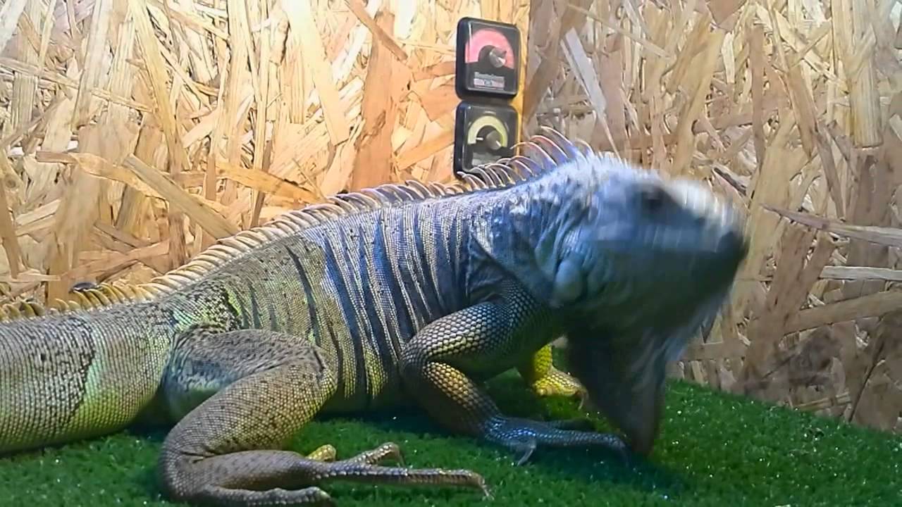 Angry Iguana - YouTube