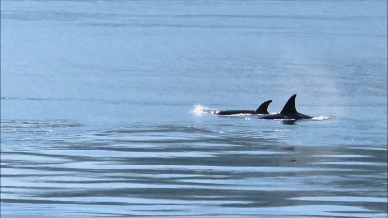 2016 august 19 transient orca in Active Pass - YouTube