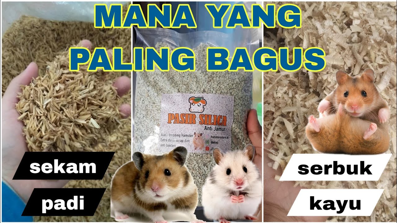 ALAS HAMSTER YANG BAIK UNTUK TERNAK ‼️tolong di simak ini penting - YouTube