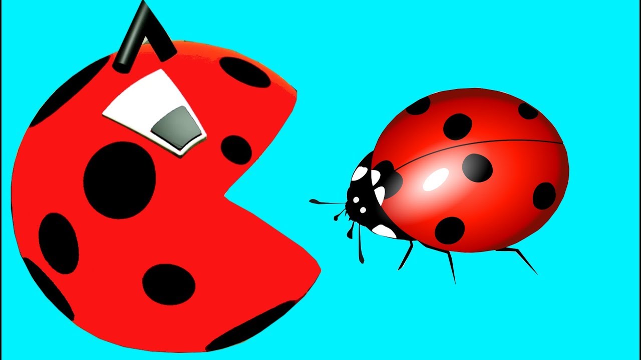 Learn colors with Pacman as he finds a ladybug, beetle, caterpillar ...