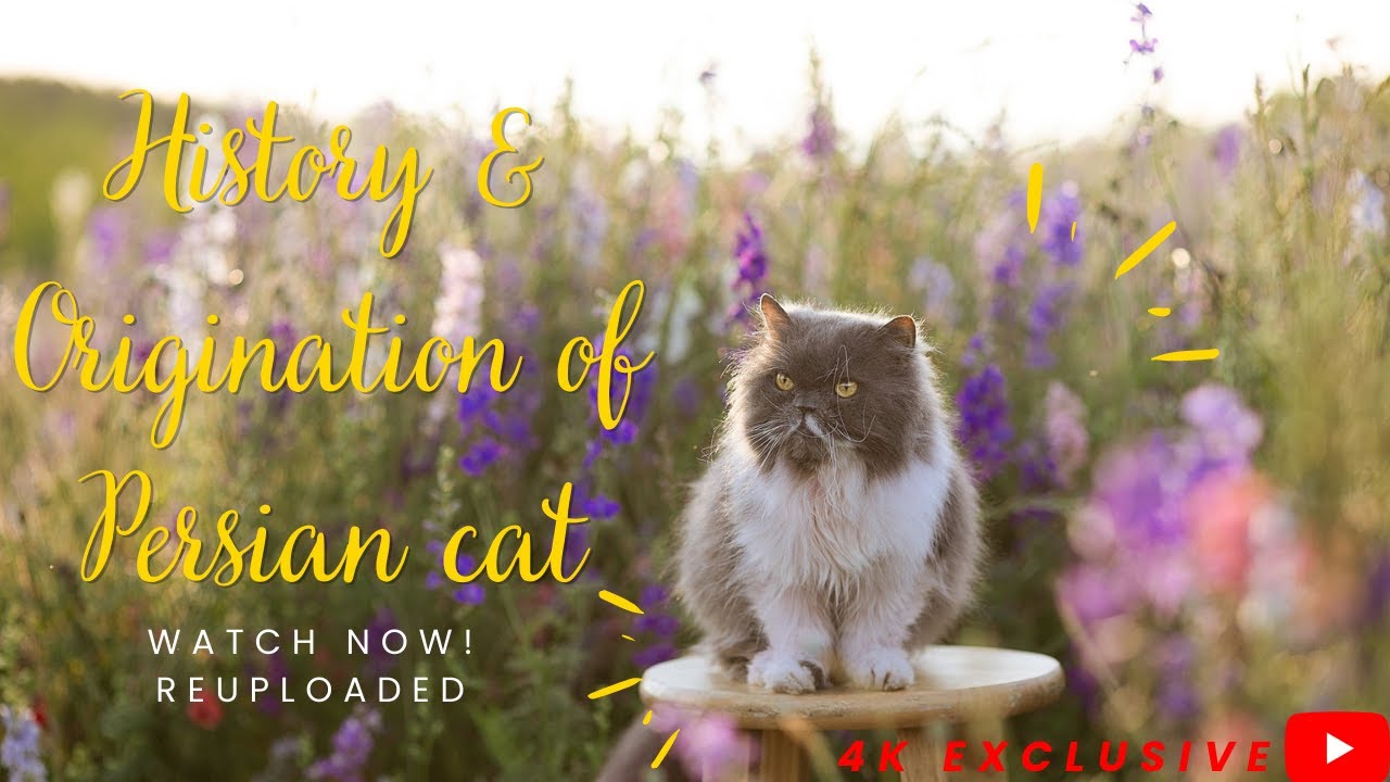 Persian Cat Full History & it's Origination|4K||Wikipedia||Reuploaded ...