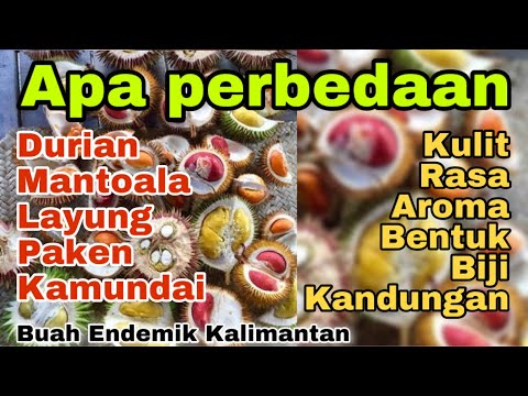 BUAH ENDEMIK Kalimantan | Lay, Ketungen, Kamundai, Layung dan Mantoala ...