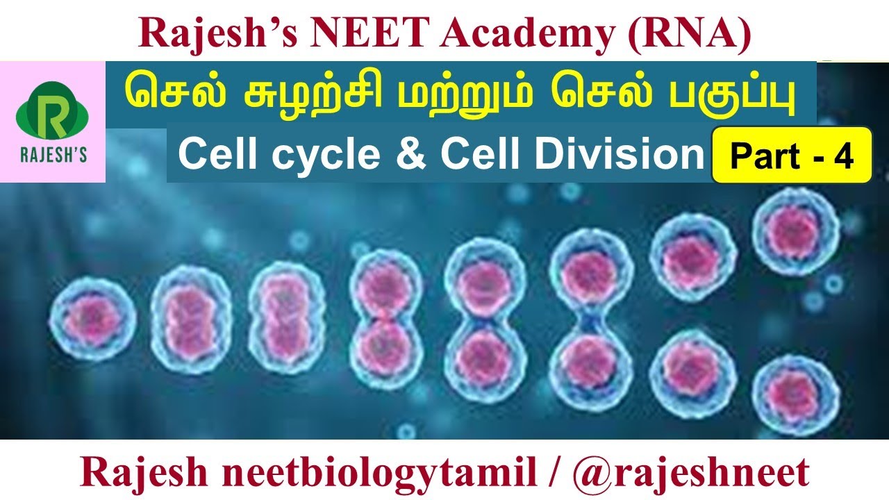 Cell cycle and cell division part 4 / Dr. Rajesh varatharaj/Rajesh's ...