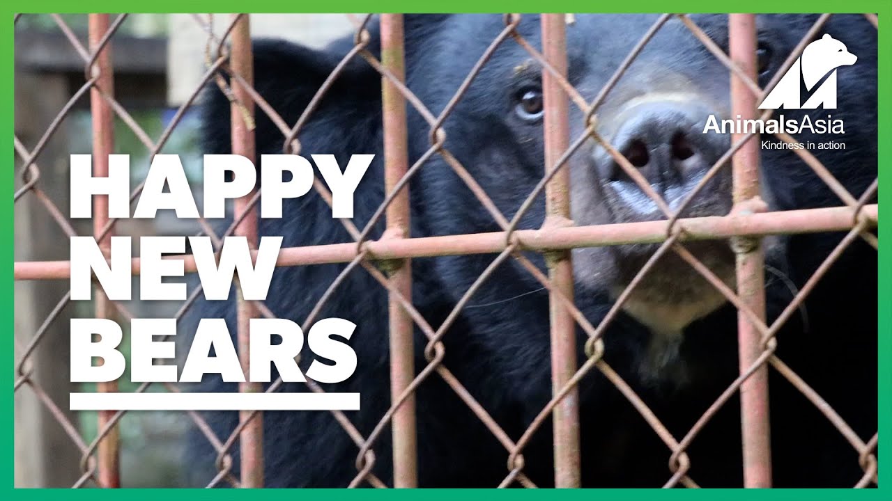 Two beautiful bears move to Animals Asia’s Vietnam sanctuary - YouTube