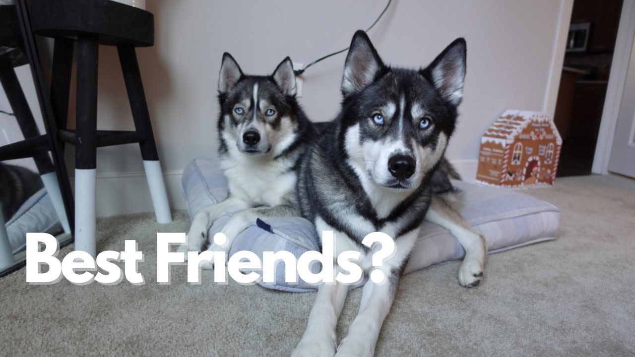 Titan and Blue tell us who their best friends are (They TALK!) - YouTube