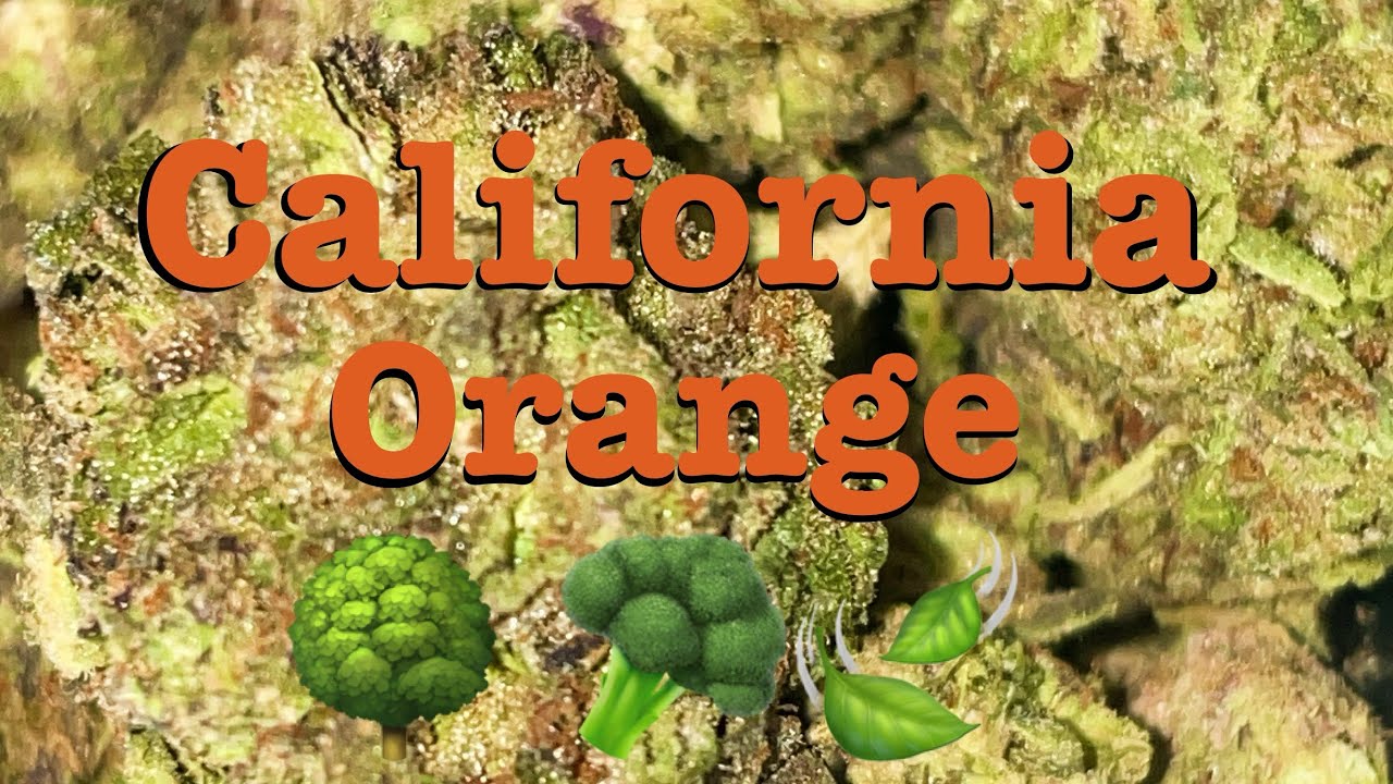 EXOTIC California Orange - YouTube