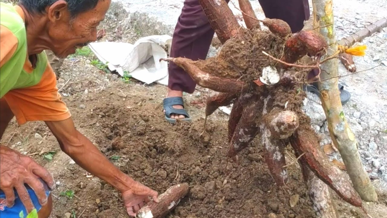 cara panen singkong / teknik mencabut singkong - YouTube