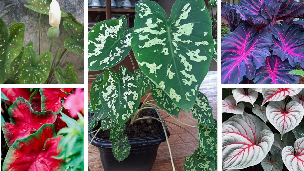 How to Save Caladium plants in winter beautiful Foliage plant 💁 - YouTube