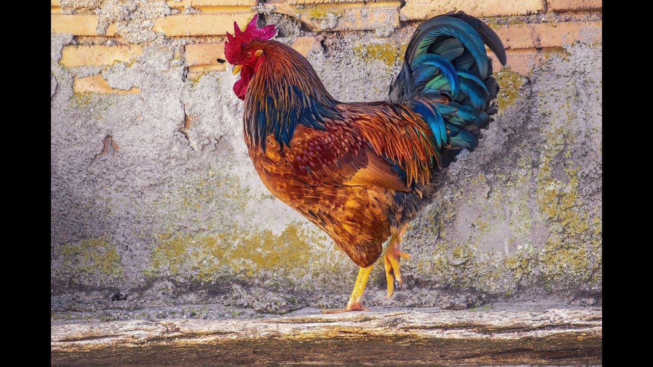 A. Bova, Birds n 16, Gallus gallus domesticus, for tenor recorder - YouTube